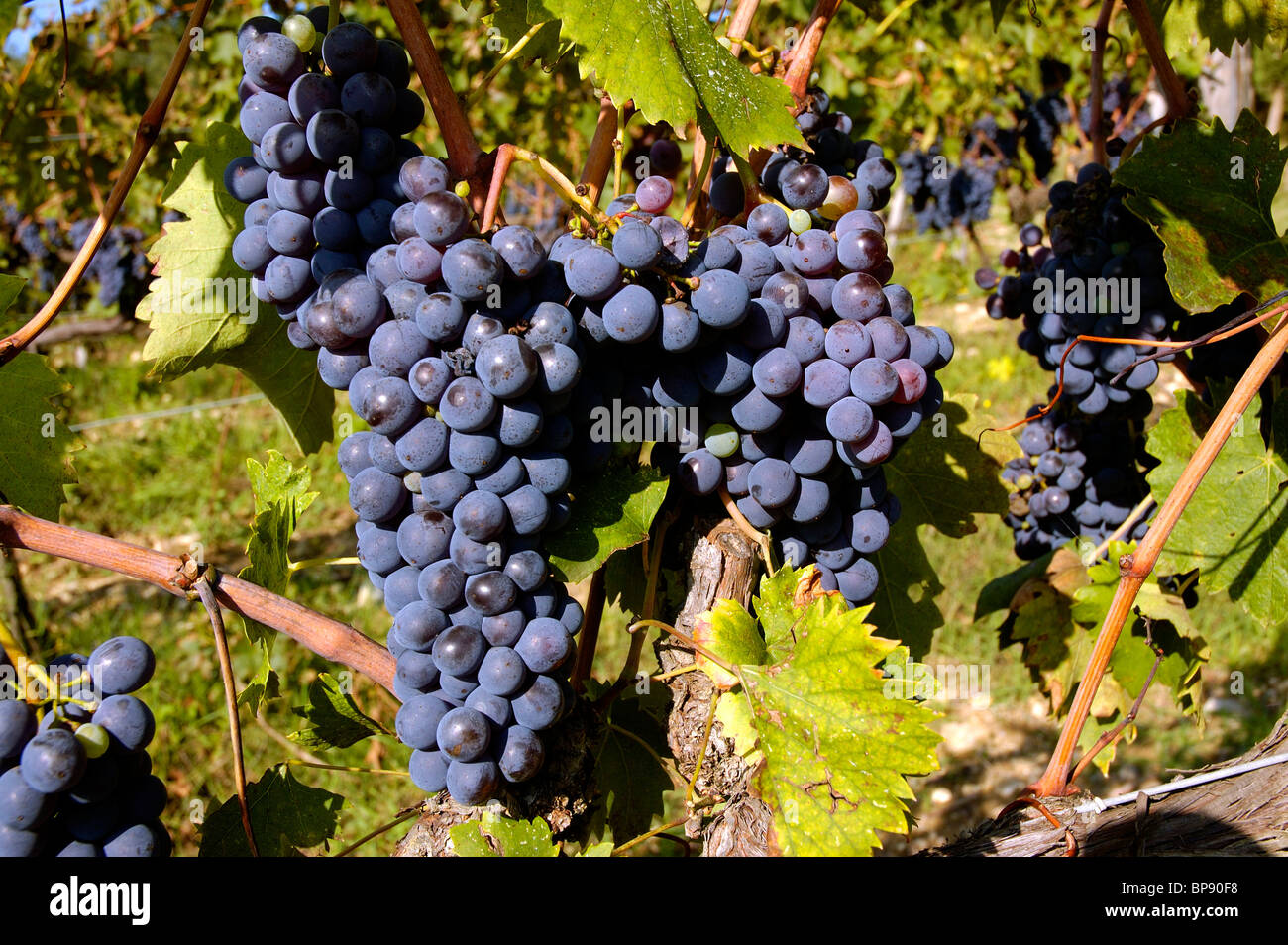 Grapes grapevine sangiovese italy hi-res stock photography and images ...