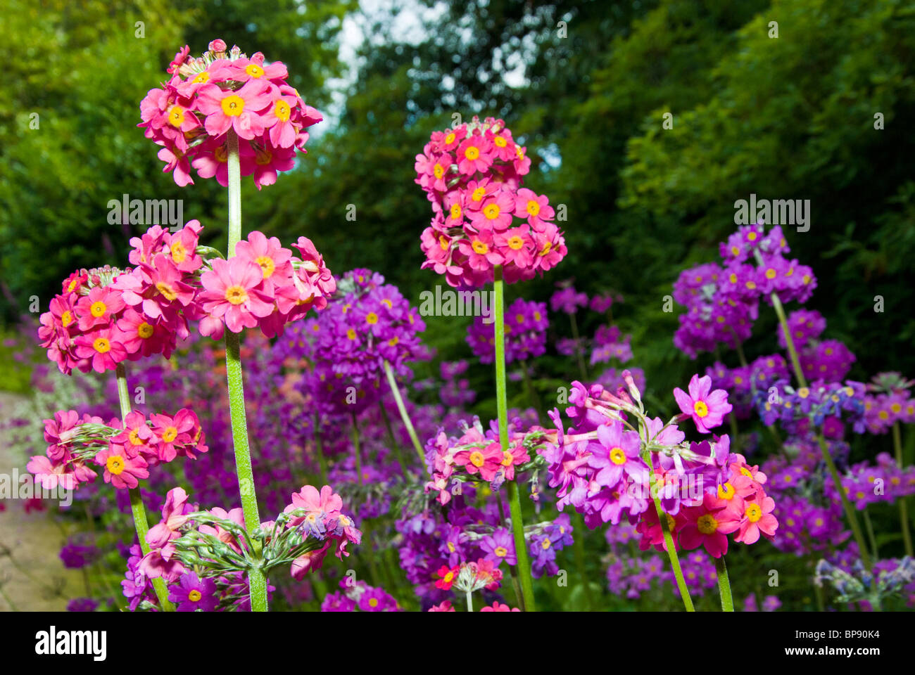 Primrose with lilac flowers hi-res stock photography and images - Alamy