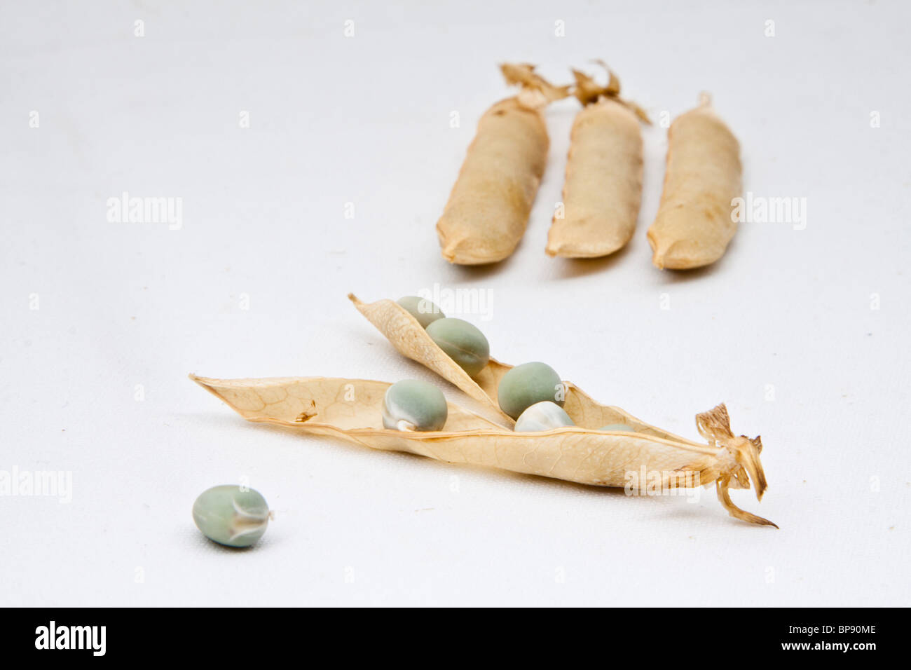 Still Life images of dried peas with their pods open Stock Photo - Alamy
