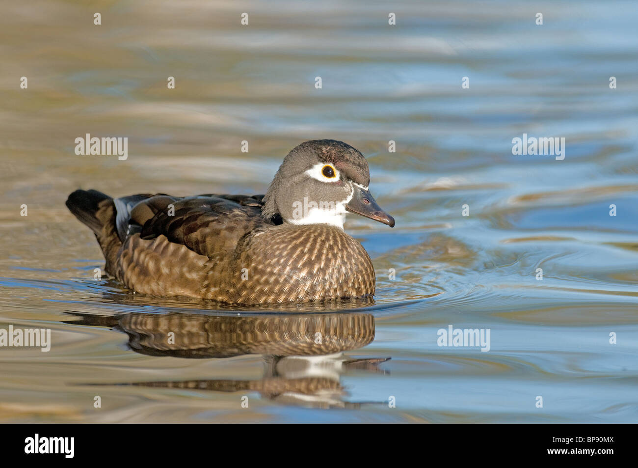 Wood Duck (Aix sponsa), female on water Stock Photo - Alamy