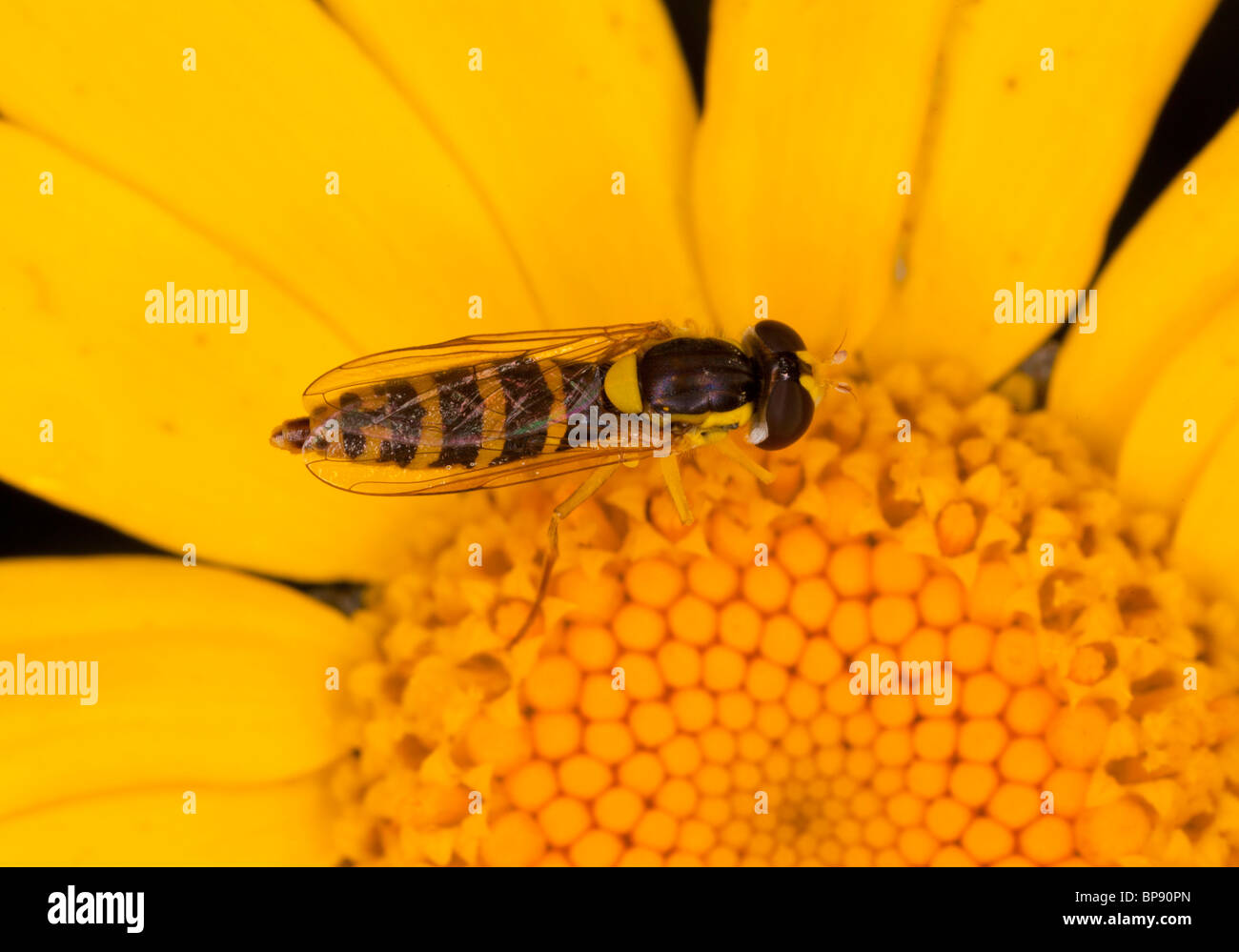 A common hoverfly, Sphaerophoria scripta; male on corn marigold flower ...