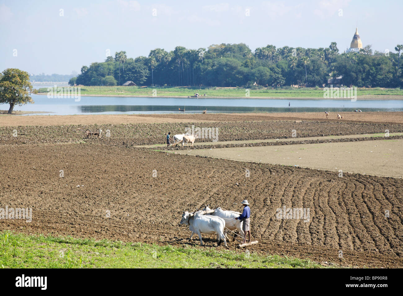Farm Workers in a Field With Their Cattle Stock Photo - Alamy
