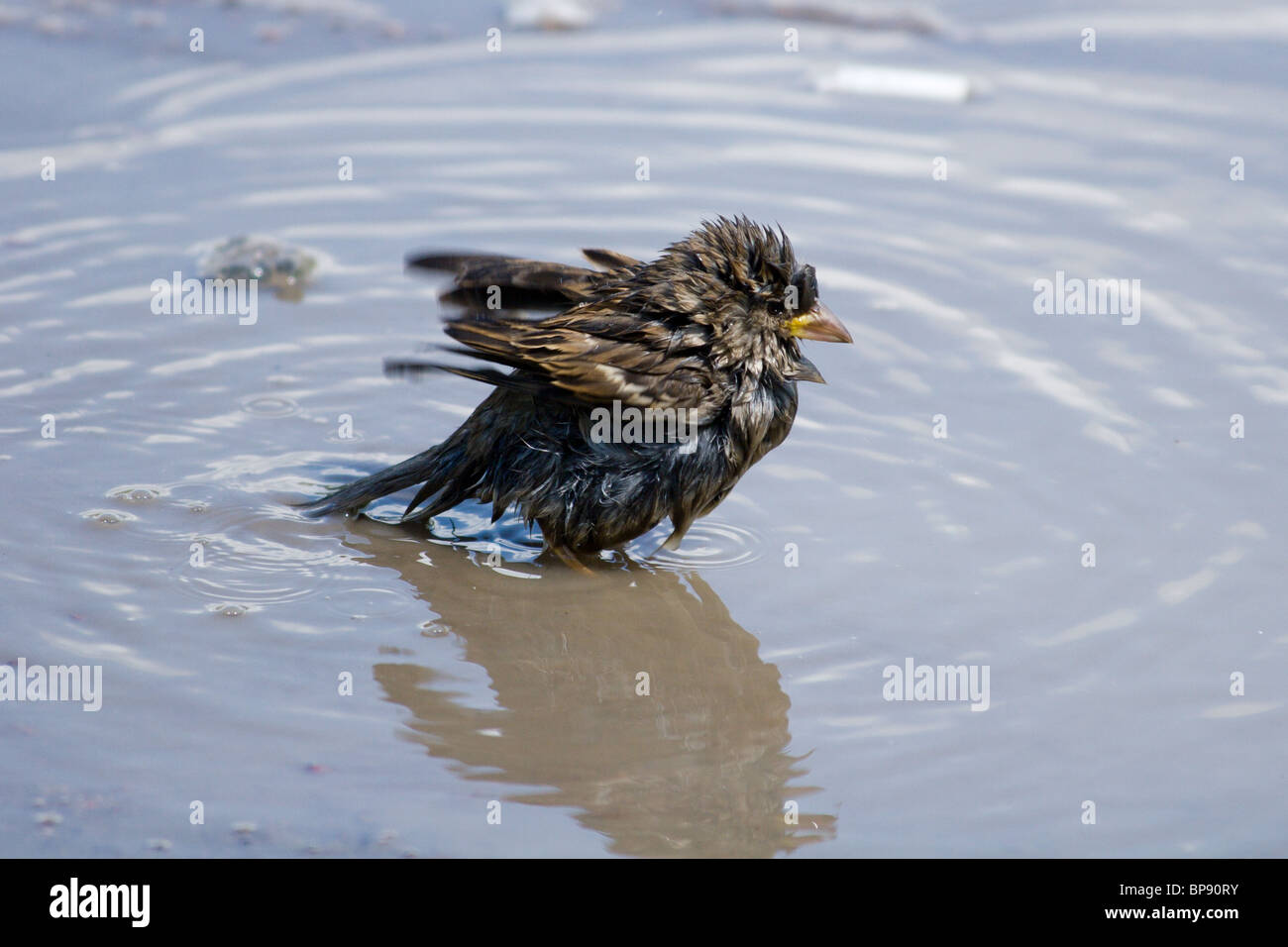 Sparrow bird dust bathing hi-res stock photography and images - Alamy