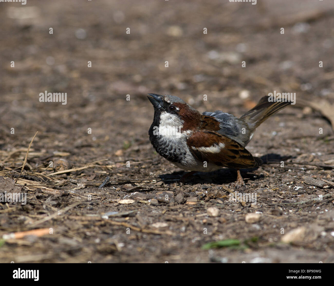 House sparrow mating hi-res stock photography and images - Alamy