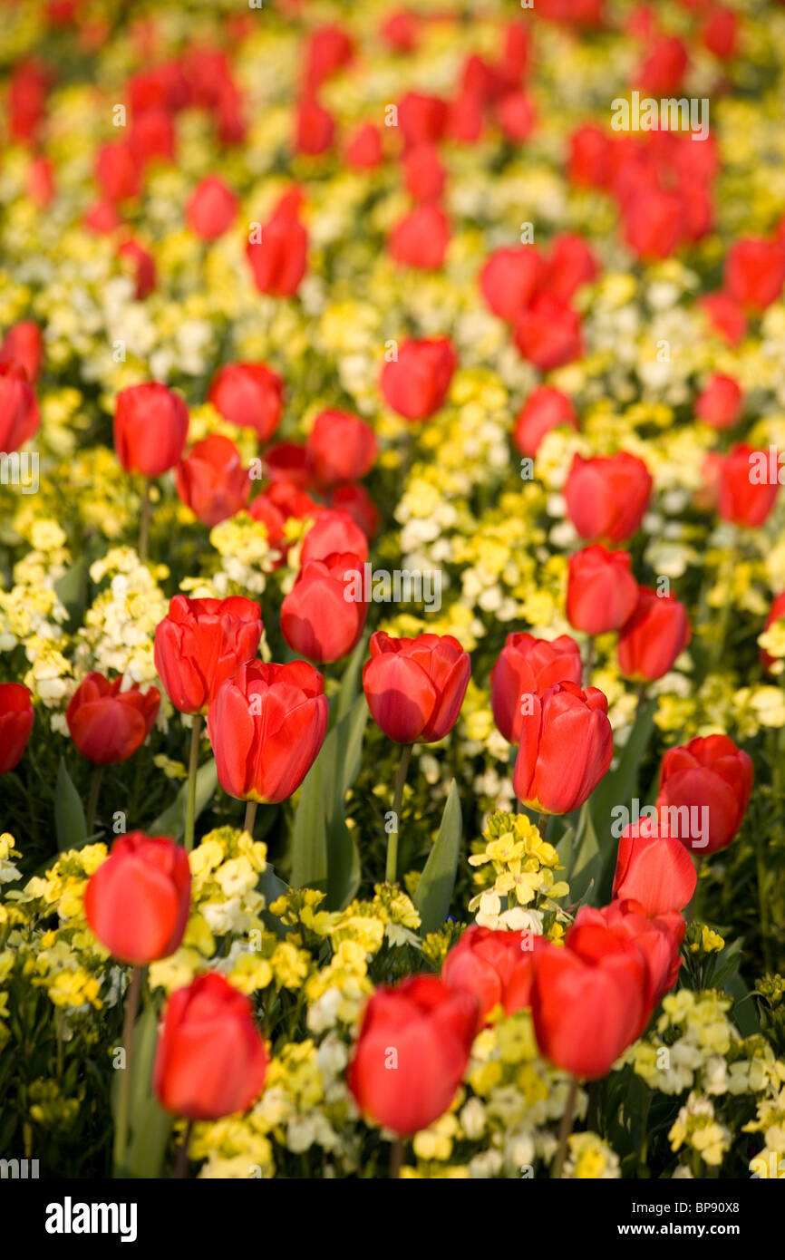 Tulips Spring London Stock Photo - Alamy