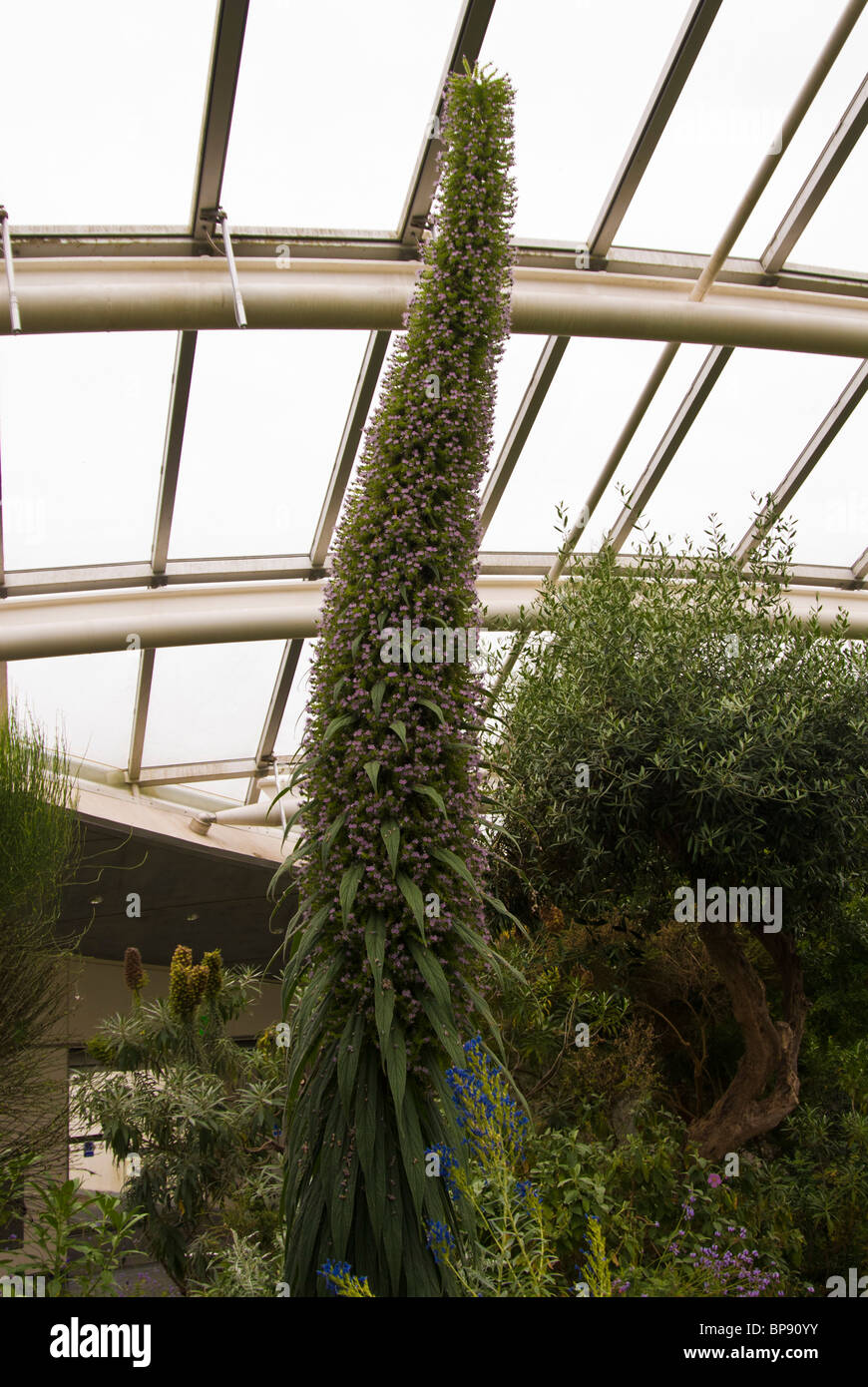 Tree echium hi-res stock photography and images - Alamy