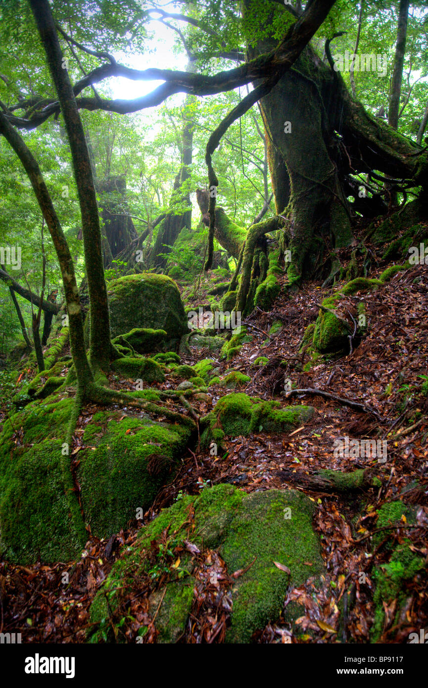 Forest Plants, Yakushima Island, Kagoshima Prefecture Japan Stock Photo ...