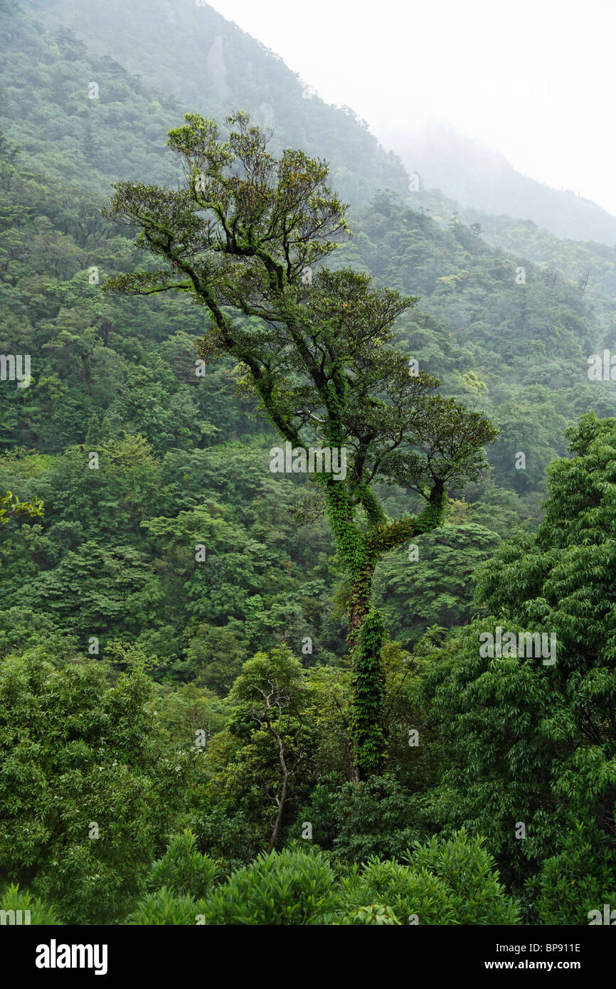 Forest Landscape With Tree, Yahushima Island, Kagoshima Prefecture ...