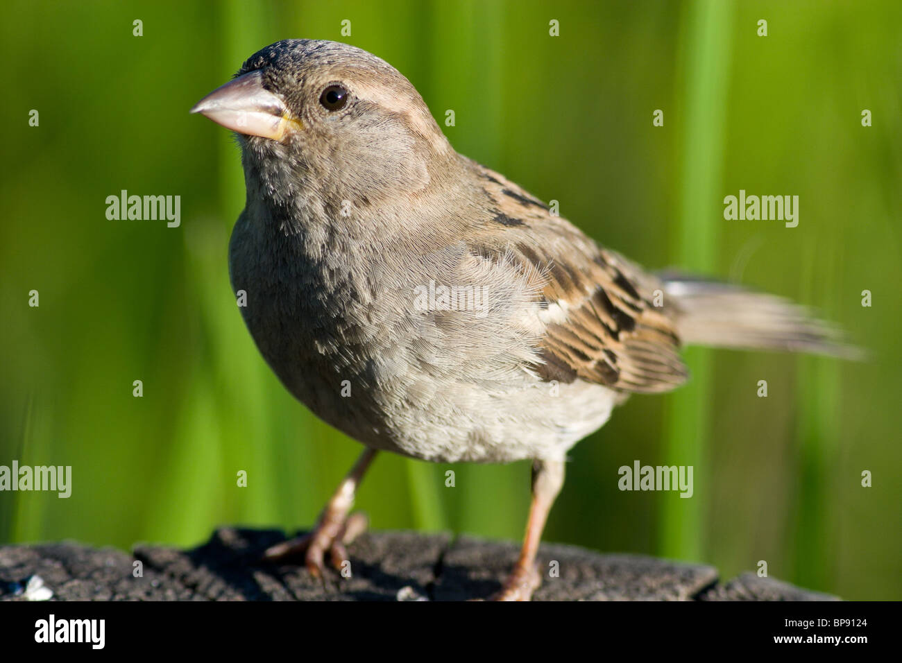 Adult female sparrow hi-res stock photography and images - Alamy