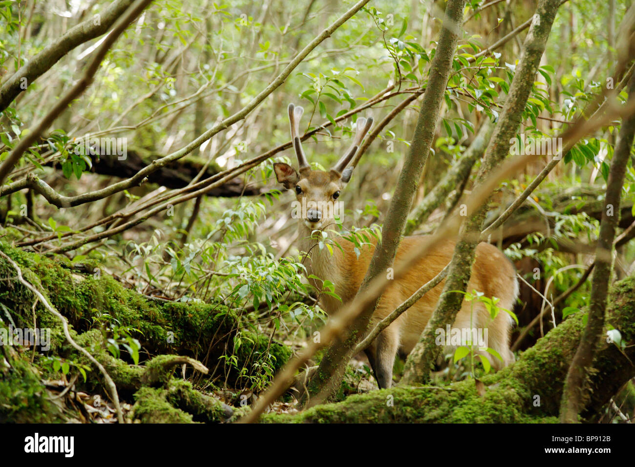 A Deer in a Forest of the Yaku Islands. Kagoshima Prefecture, Japan ...