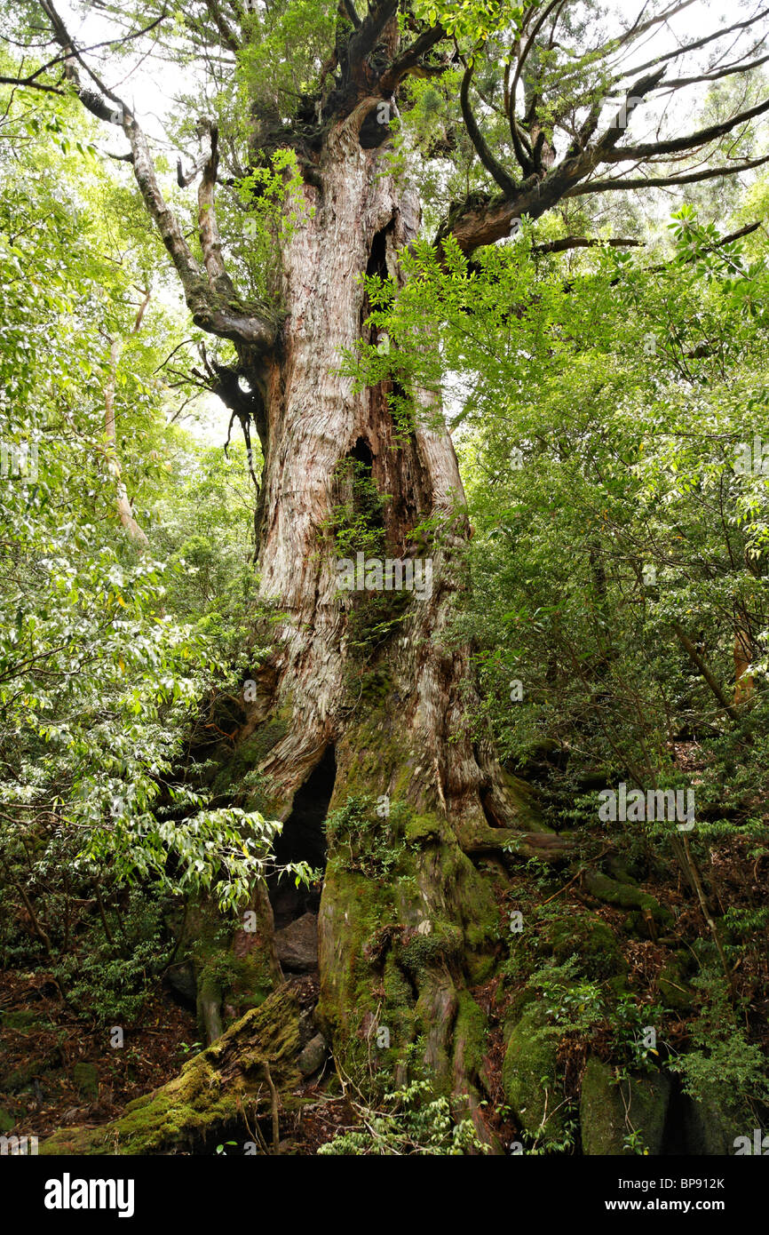 Cedar forests in japan hi-res stock photography and images - Alamy