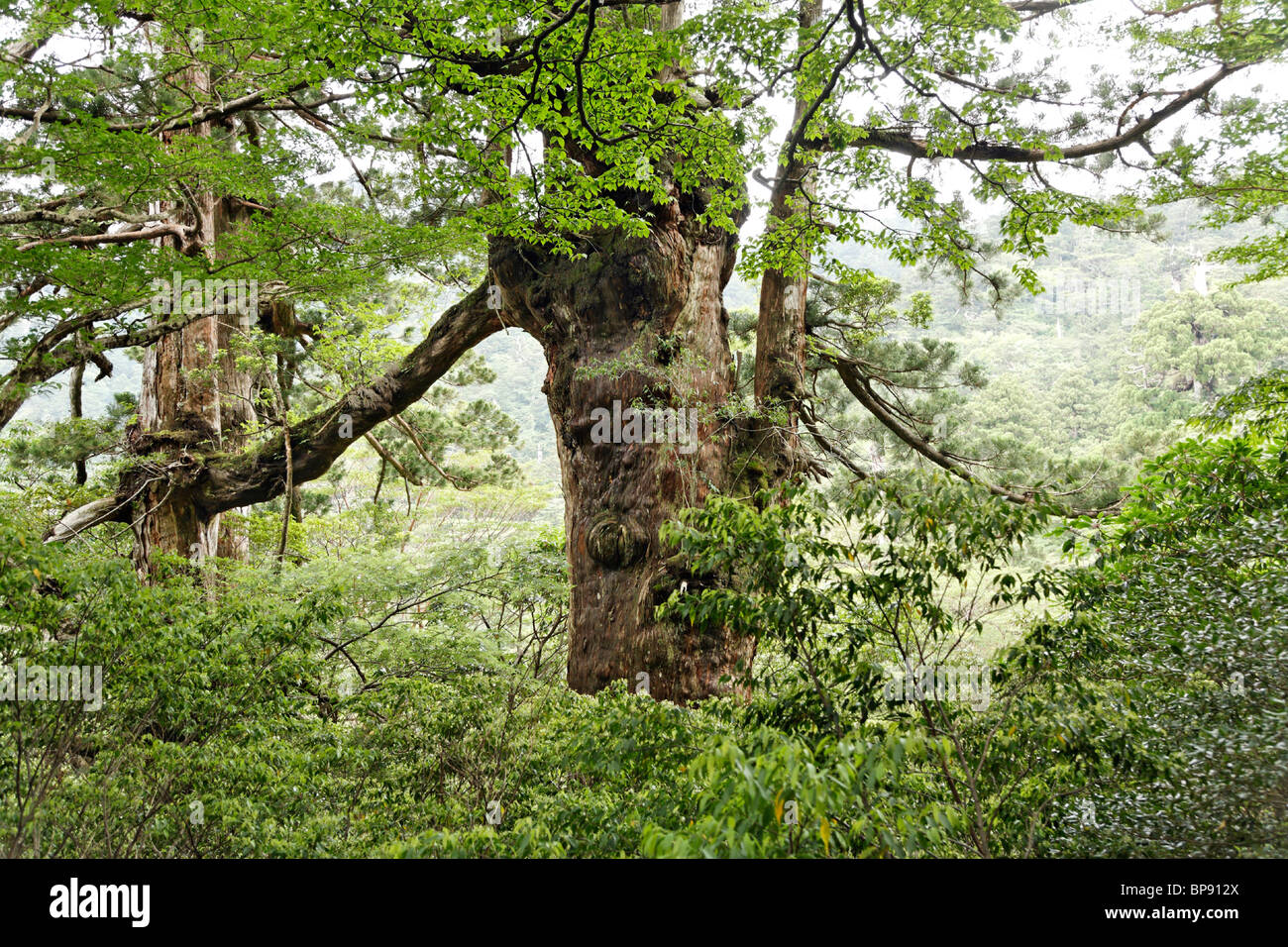 Cedar forests in japan hi-res stock photography and images - Alamy