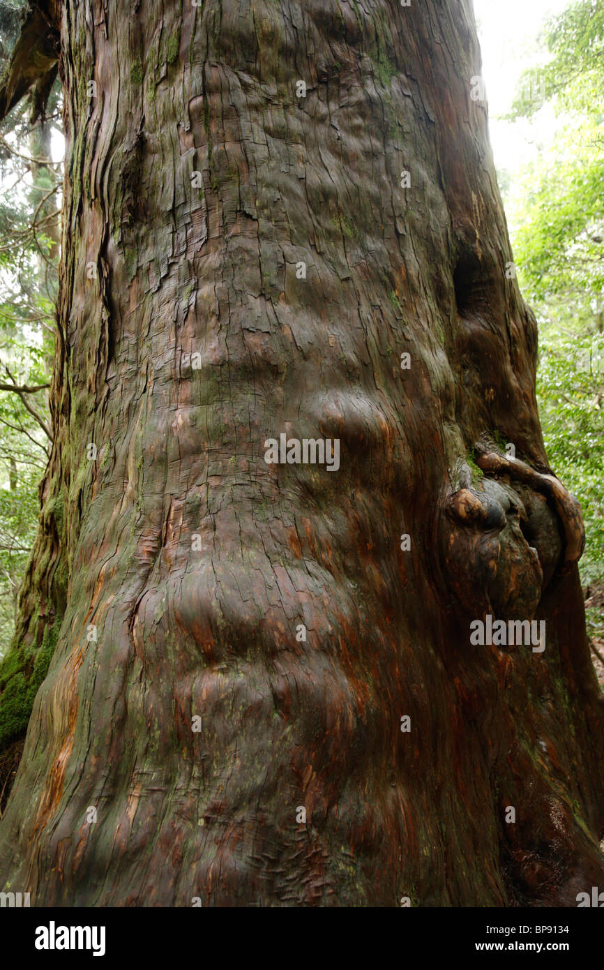 The Trunk of a Large Cedar Tree. Kagoshima Prefecture, Japan Stock ...
