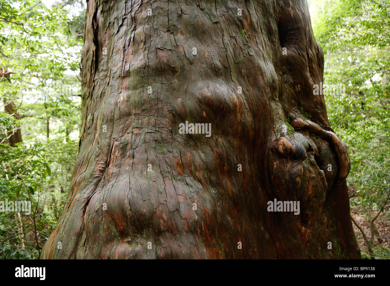 The Trunk of a Large Cedar Tree. Kagoshima Prefecture, Japan Stock ...