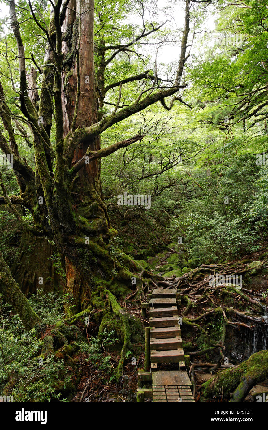 Steps on a Hiking Track in a Forest. Kagoshima Prefecture, Japan Stock ...