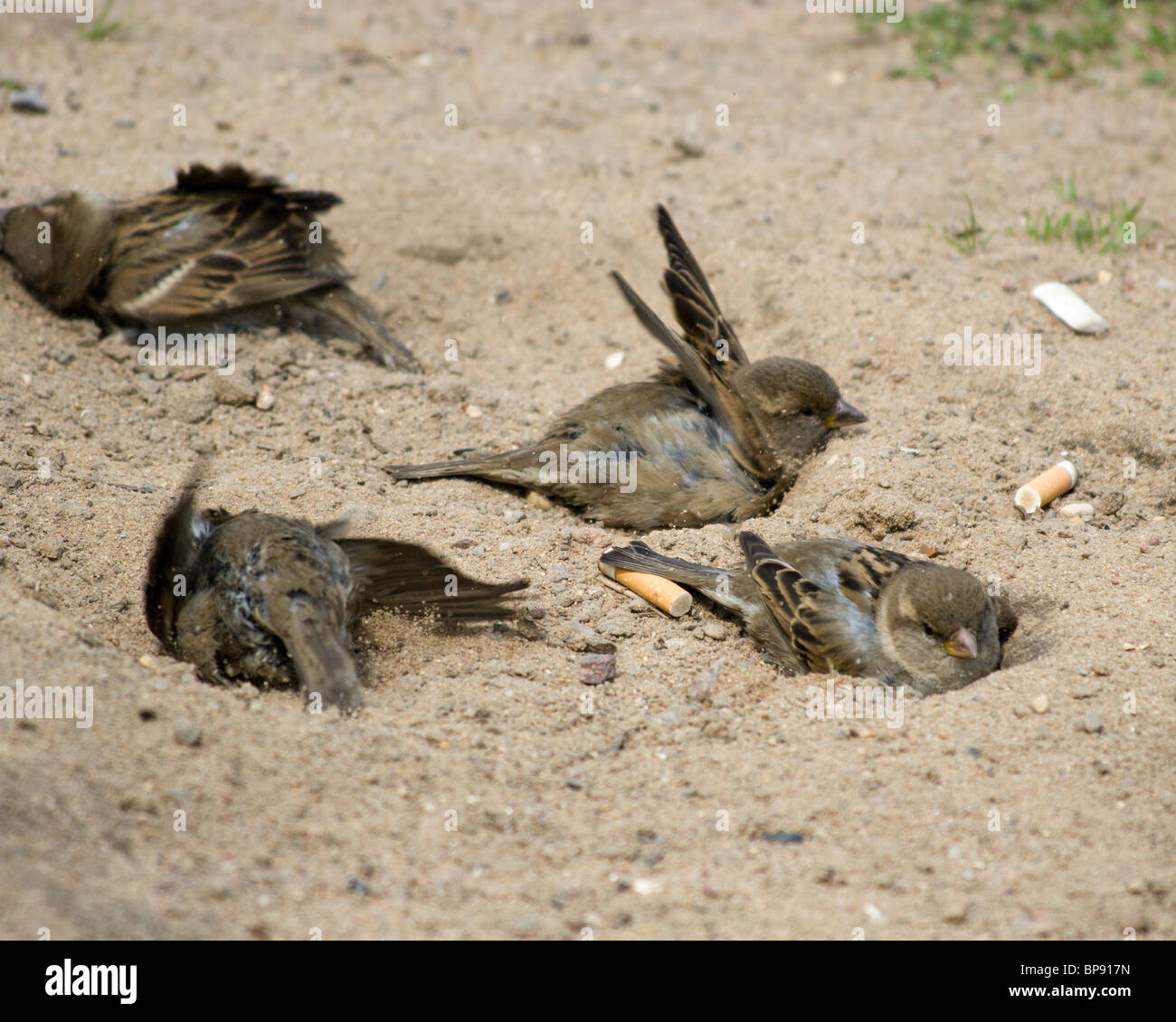 Sparrow bird dust bathing hi-res stock photography and images - Alamy