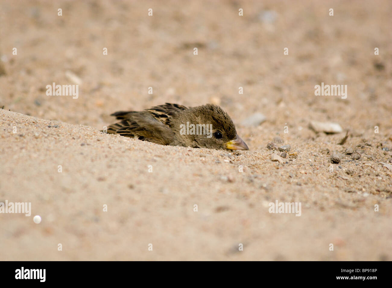 Sparrow bird dust bathing hi-res stock photography and images - Alamy