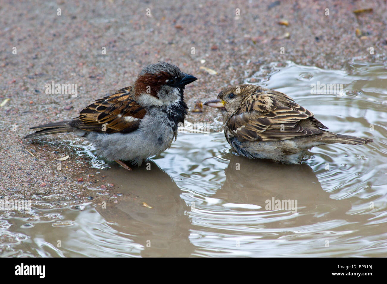 House sparrow mating hi-res stock photography and images - Alamy