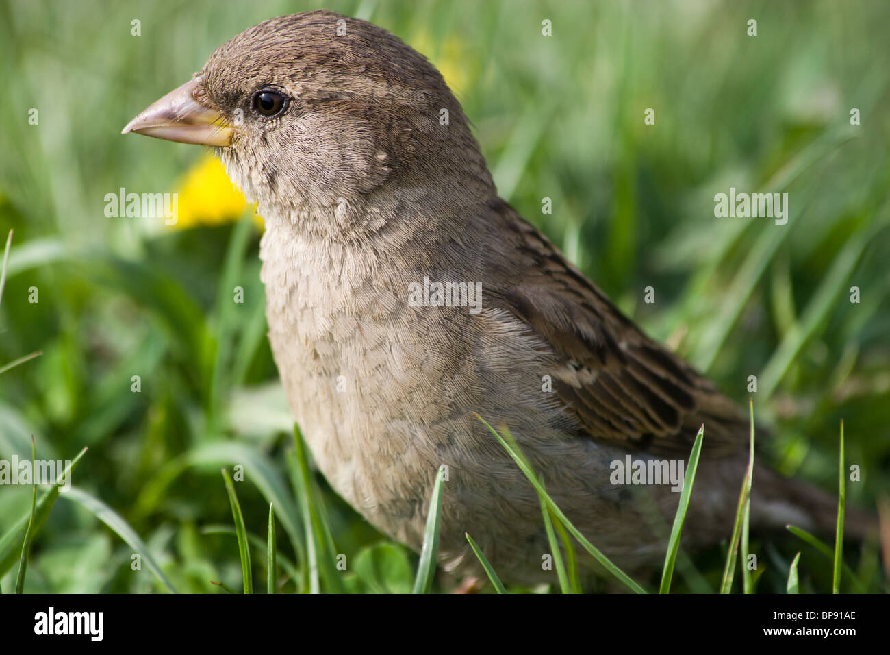 Passer domesticus, House Sparrow in a natural habitat. Wildlife ...