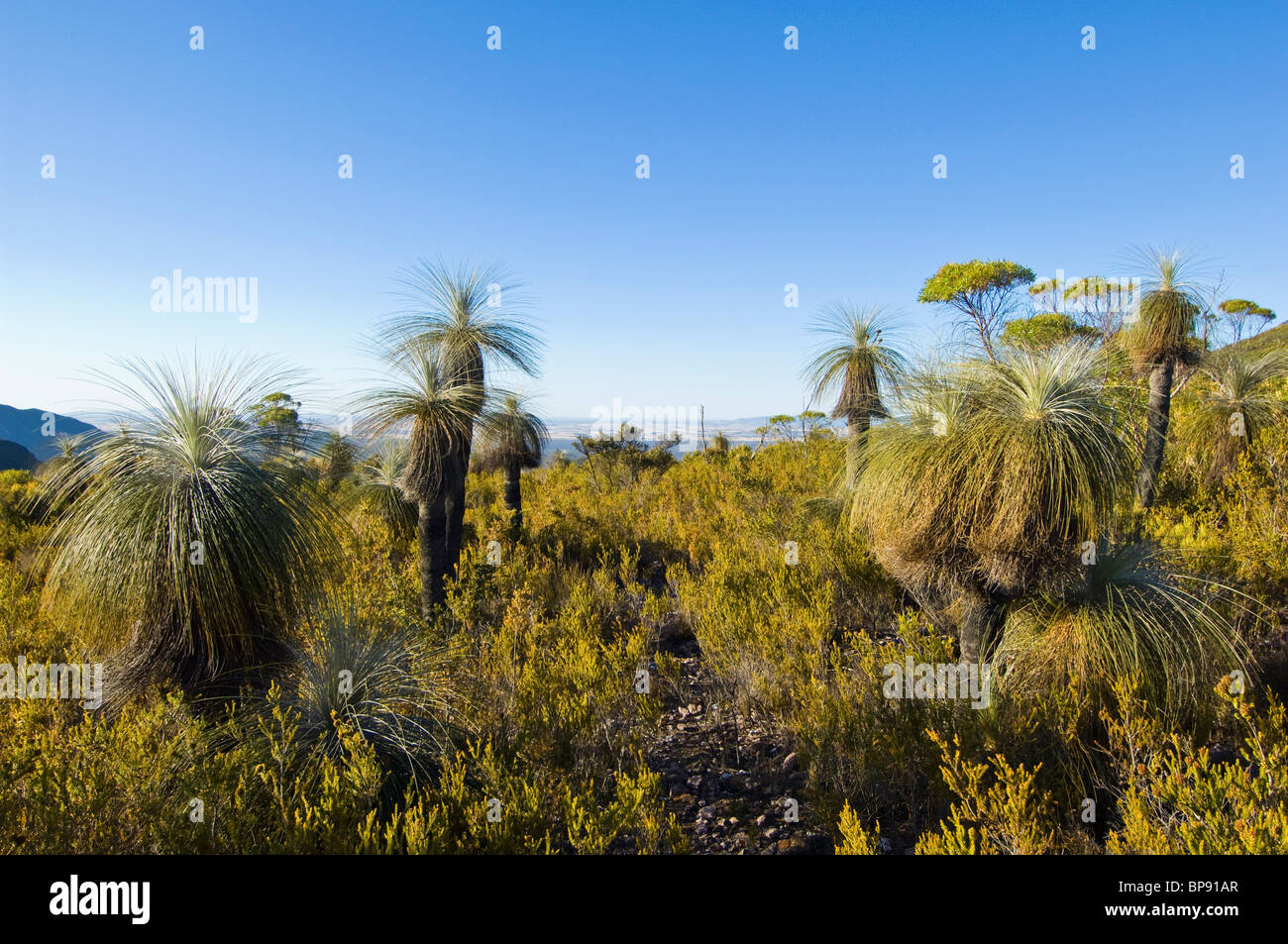 Kingia Grass Trees on Mount Trio, Sterling Ranges National Park ...