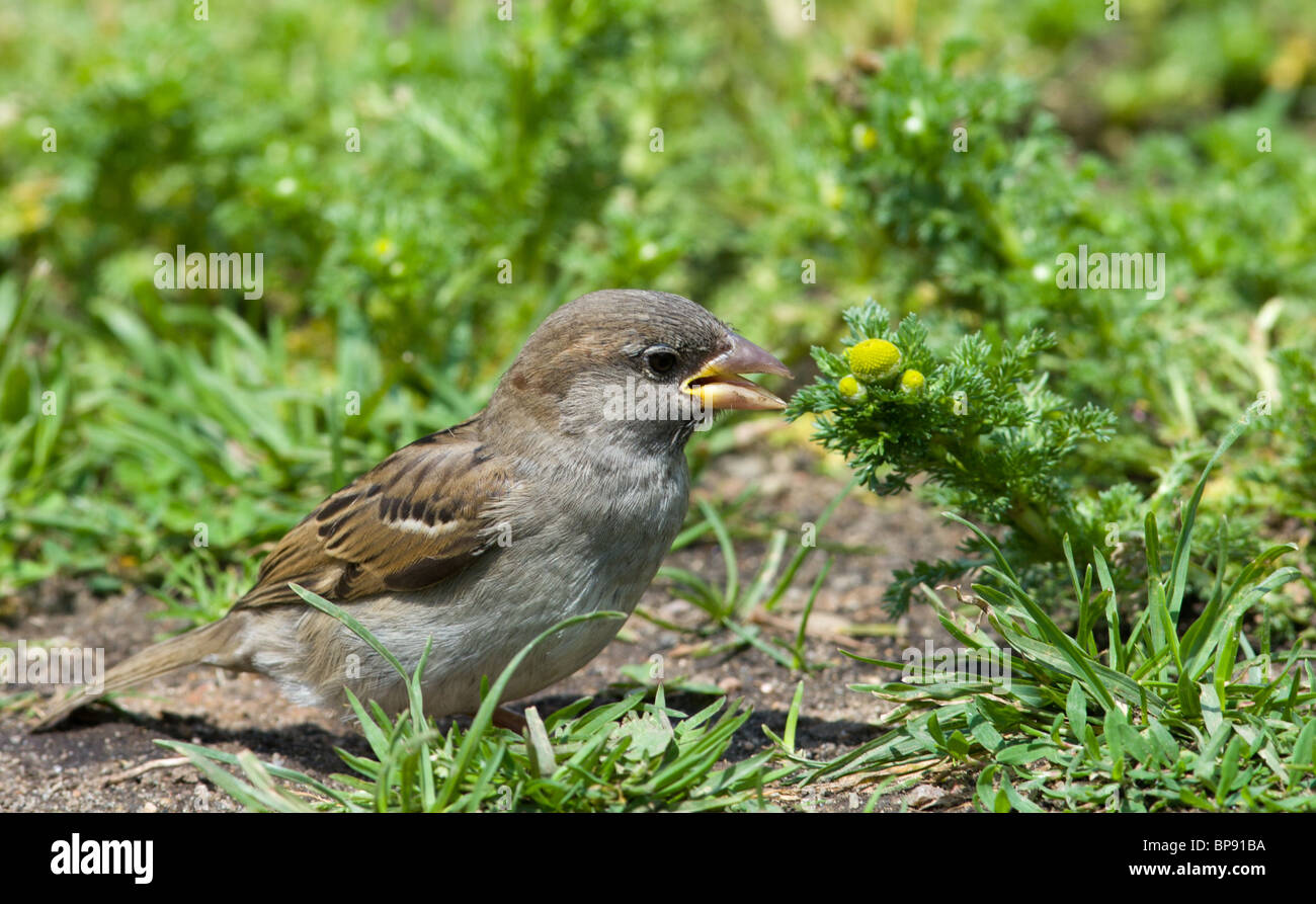 A newly fledged of Sparrow chick in Russia Stock Photo - Alamy