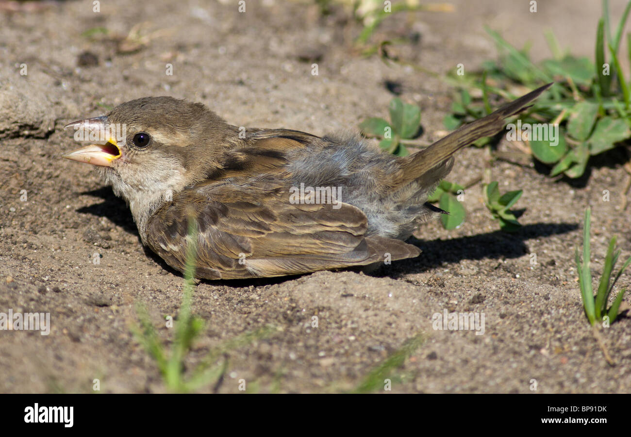 Sparrow bird dust bathing hi-res stock photography and images - Alamy
