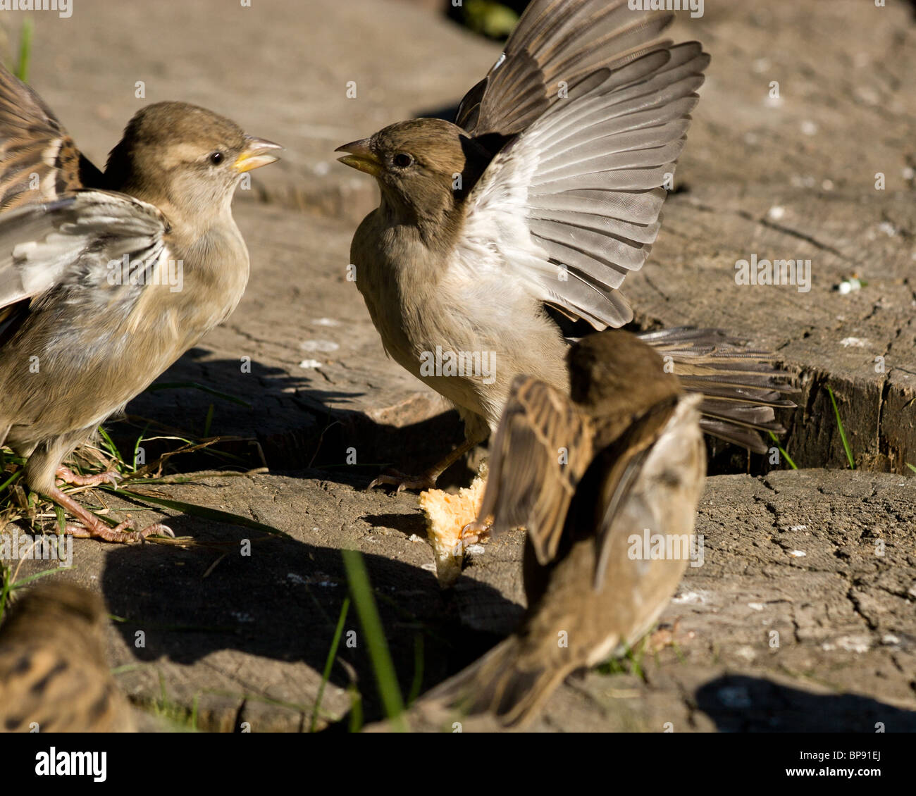 Conflict among birds hi-res stock photography and images - Alamy