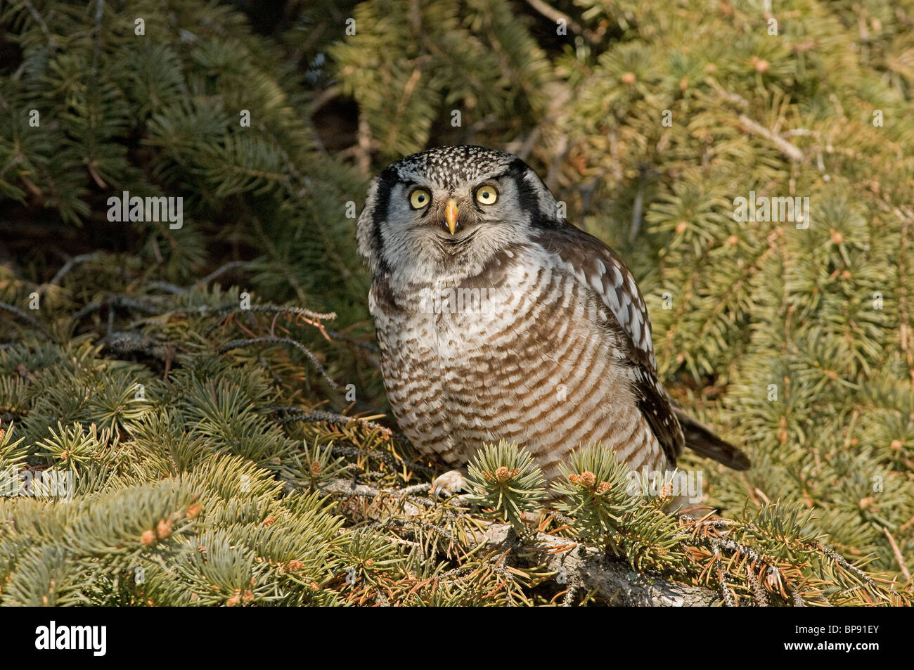 Northern Hawk Owl (Surnia ulula) perched in a spruce Stock Photo - Alamy