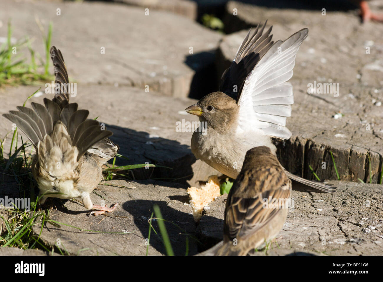 Quite often birds quarrel among themselves and arrange fights Stock ...