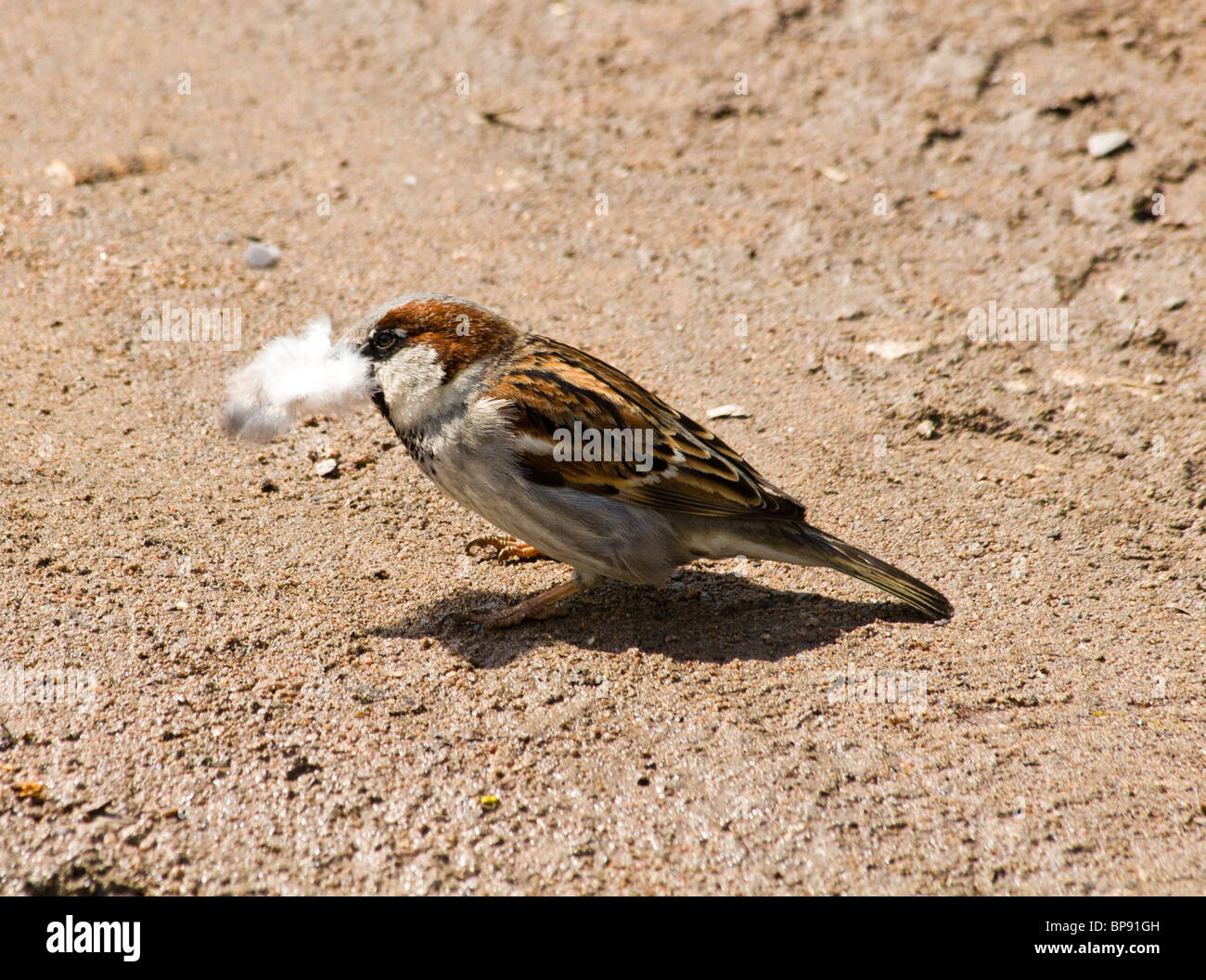 The male of a house sparrow with a feather for a nest Stock Photo - Alamy