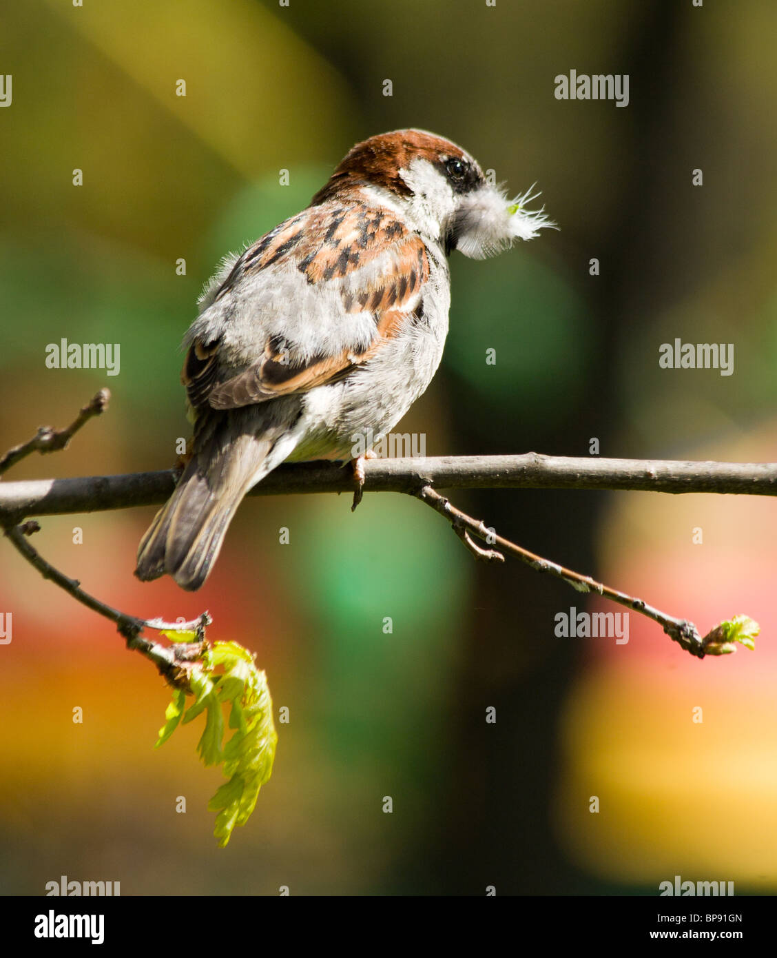 The male of a house sparrow with a feather for a nest Stock Photo - Alamy