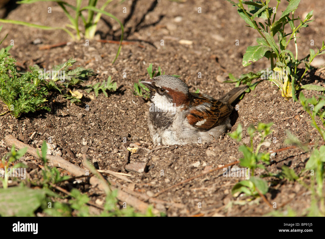 Sparrow bird dust bathing hi-res stock photography and images - Alamy