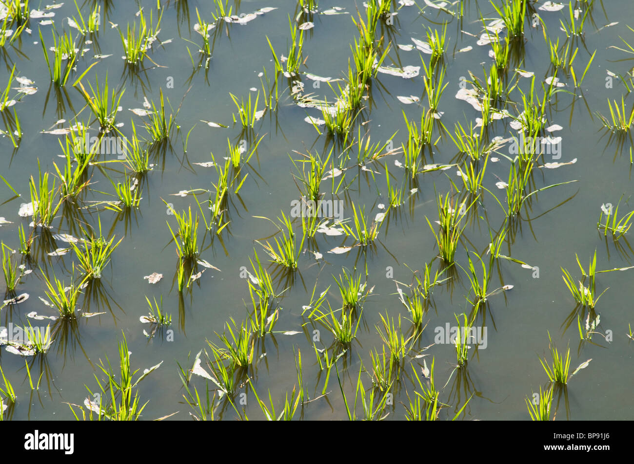 MYANMAR (BURMA) RICE PADDY FIELDS ON THE IRRAWADY RIVER NEAR SAGAING ...
