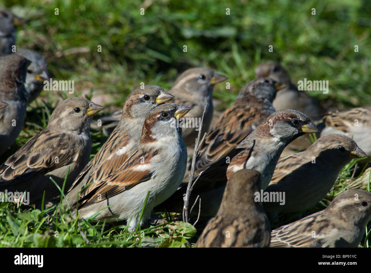Sparrows together hi-res stock photography and images - Alamy
