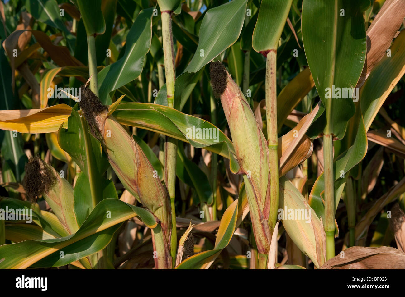 Ripened Corn Michigan USA mid August Stock Photo - Alamy