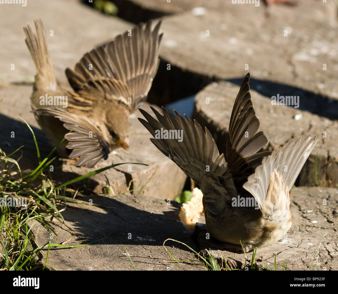 Quite often birds quarrel among themselves and arrange fights Stock ...