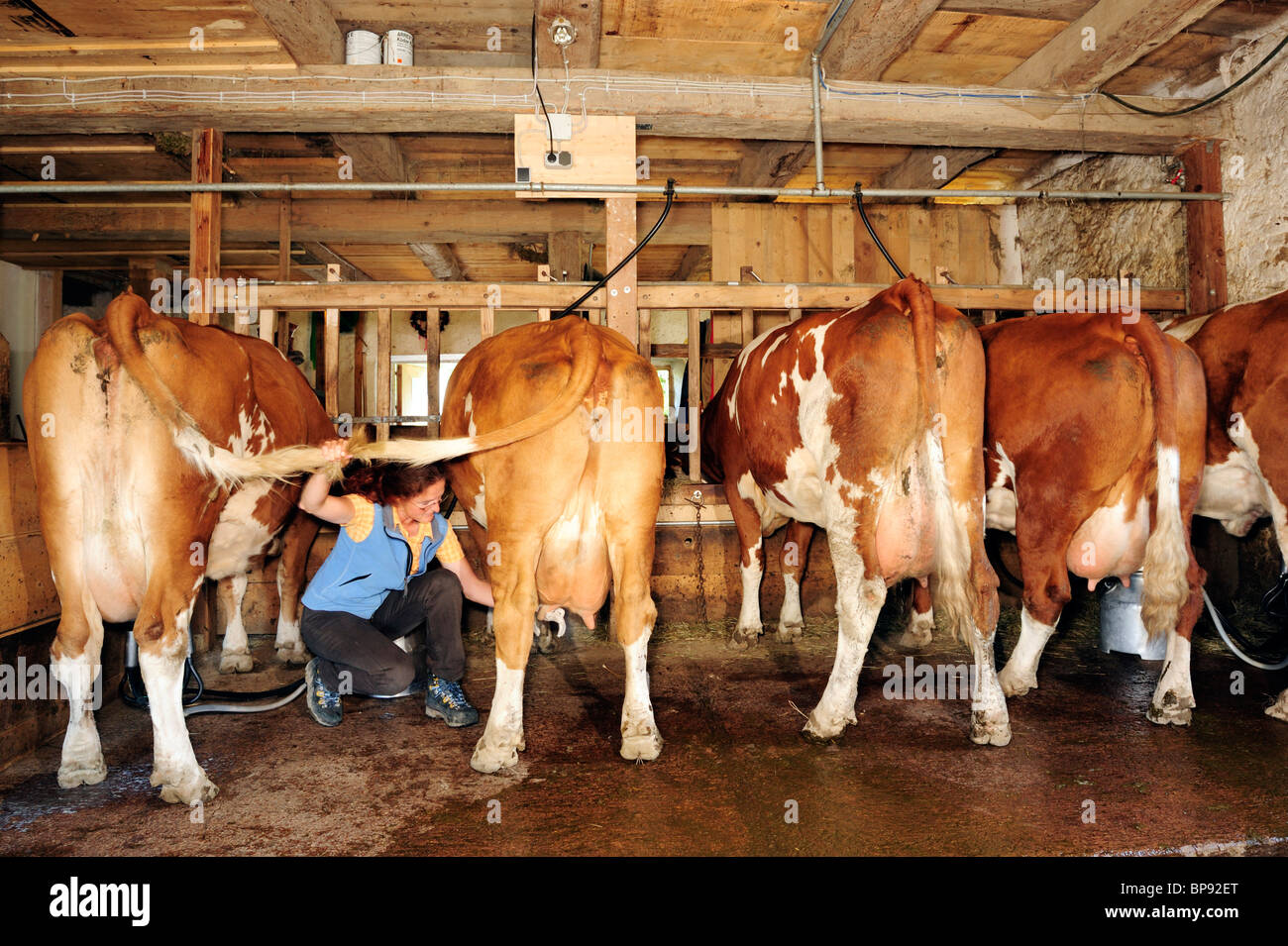 Woman milking cow hi-res stock photography and images - Alamy
