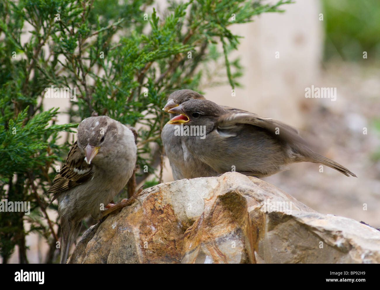 Fledged house sparrow hi-res stock photography and images - Alamy