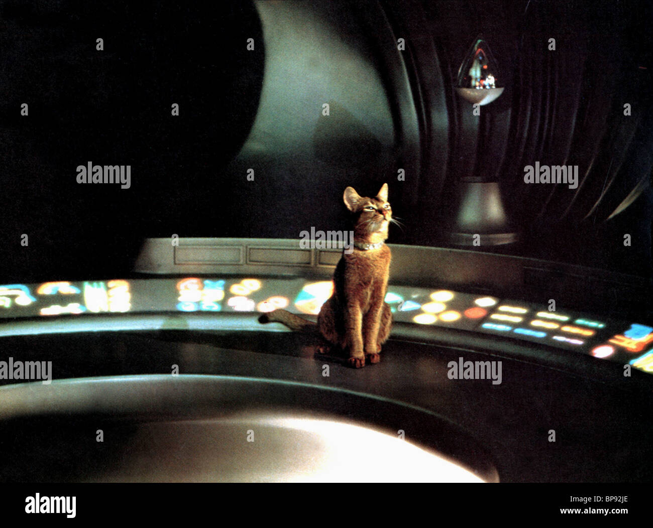 Jake The Cat High Resolution Stock Photography and Images - Alamy