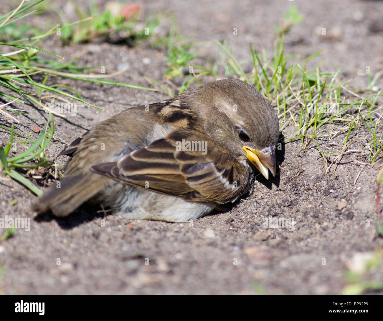 Immature House Sparrow High Resolution Stock Photography and Images - Alamy