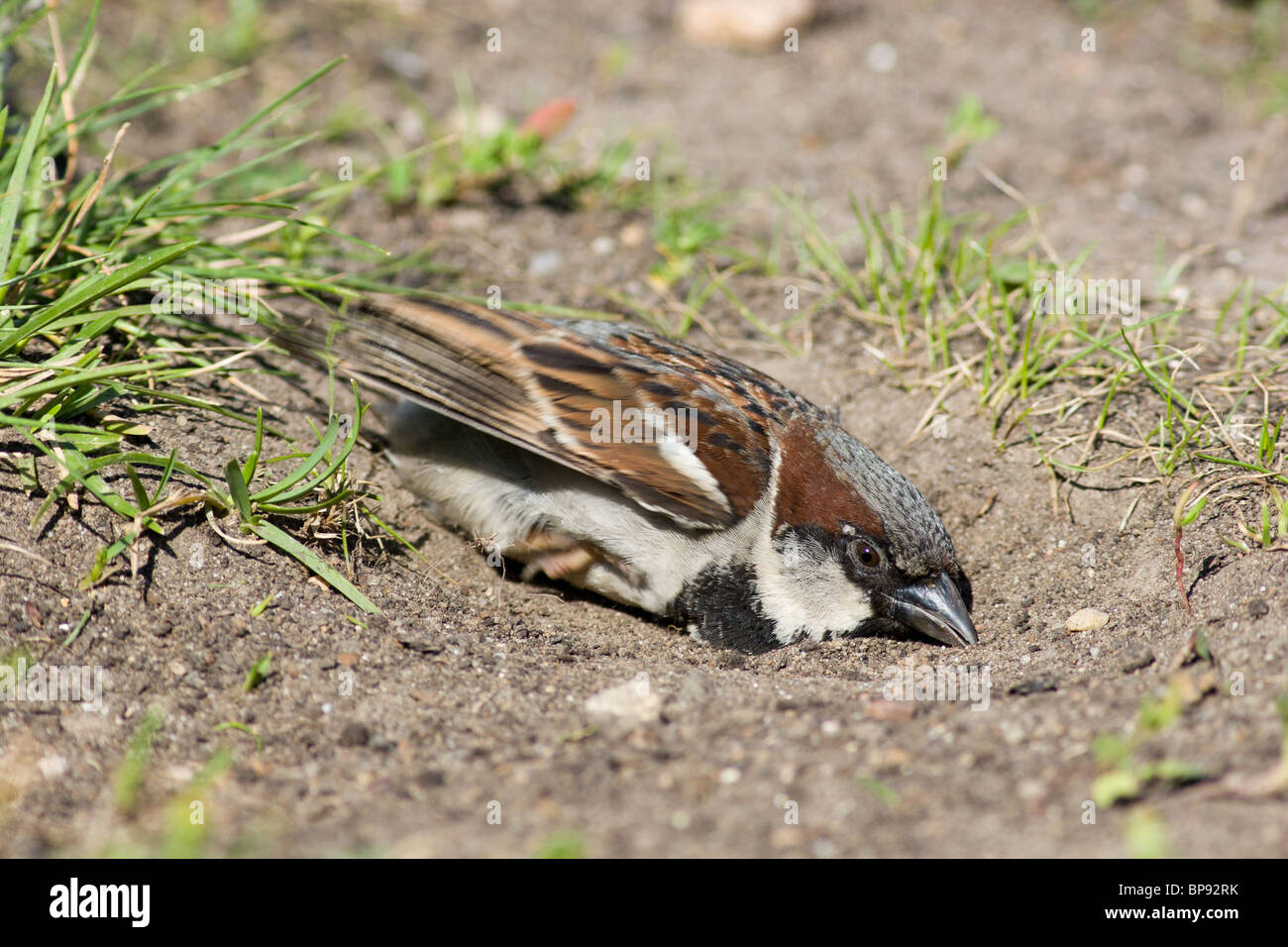 Sparrow bird dust bathing hi-res stock photography and images - Alamy