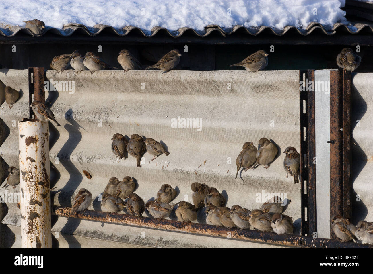 Sparrows together hi-res stock photography and images - Alamy