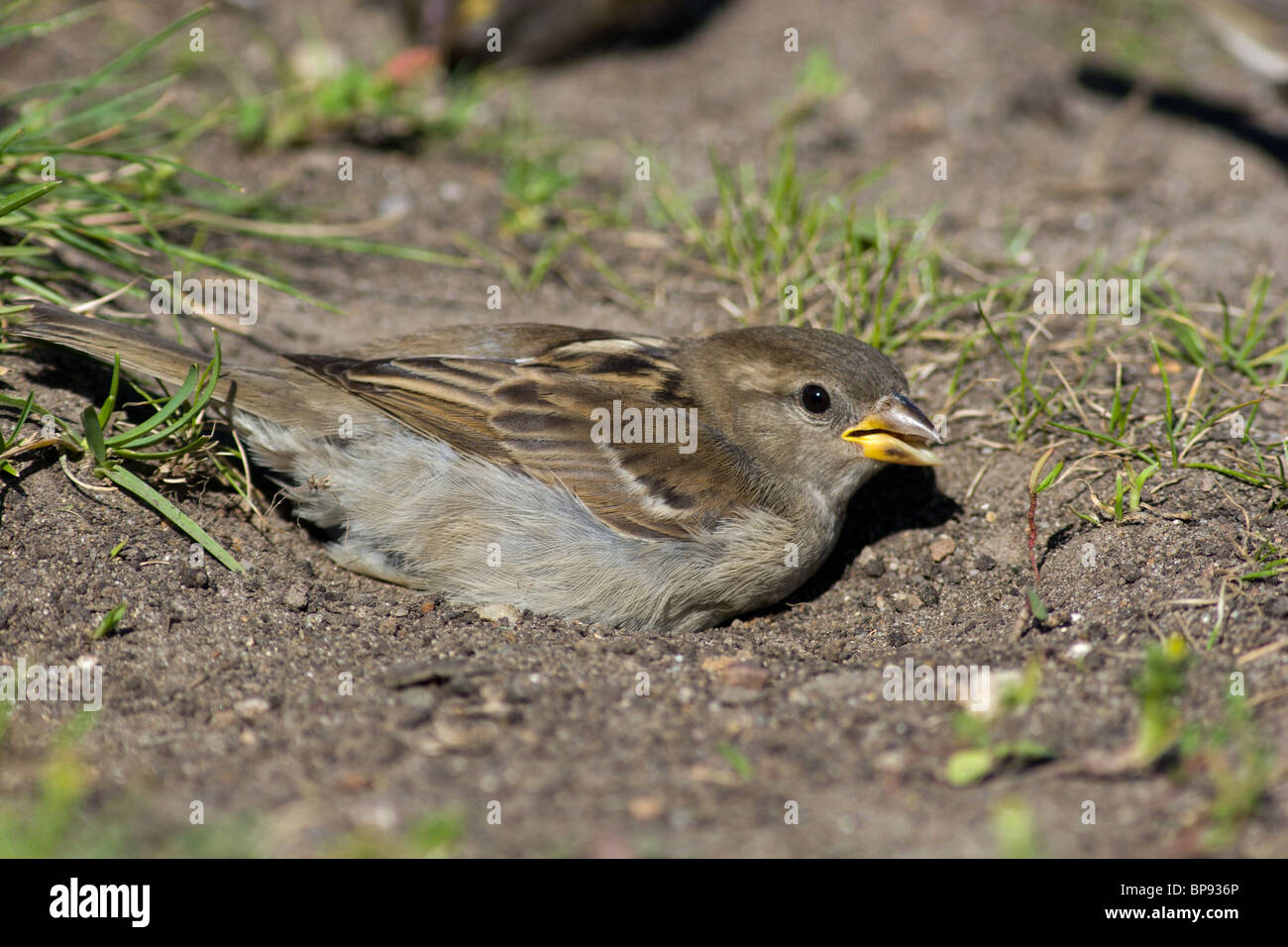 Immature house sparrow hi-res stock photography and images - Alamy