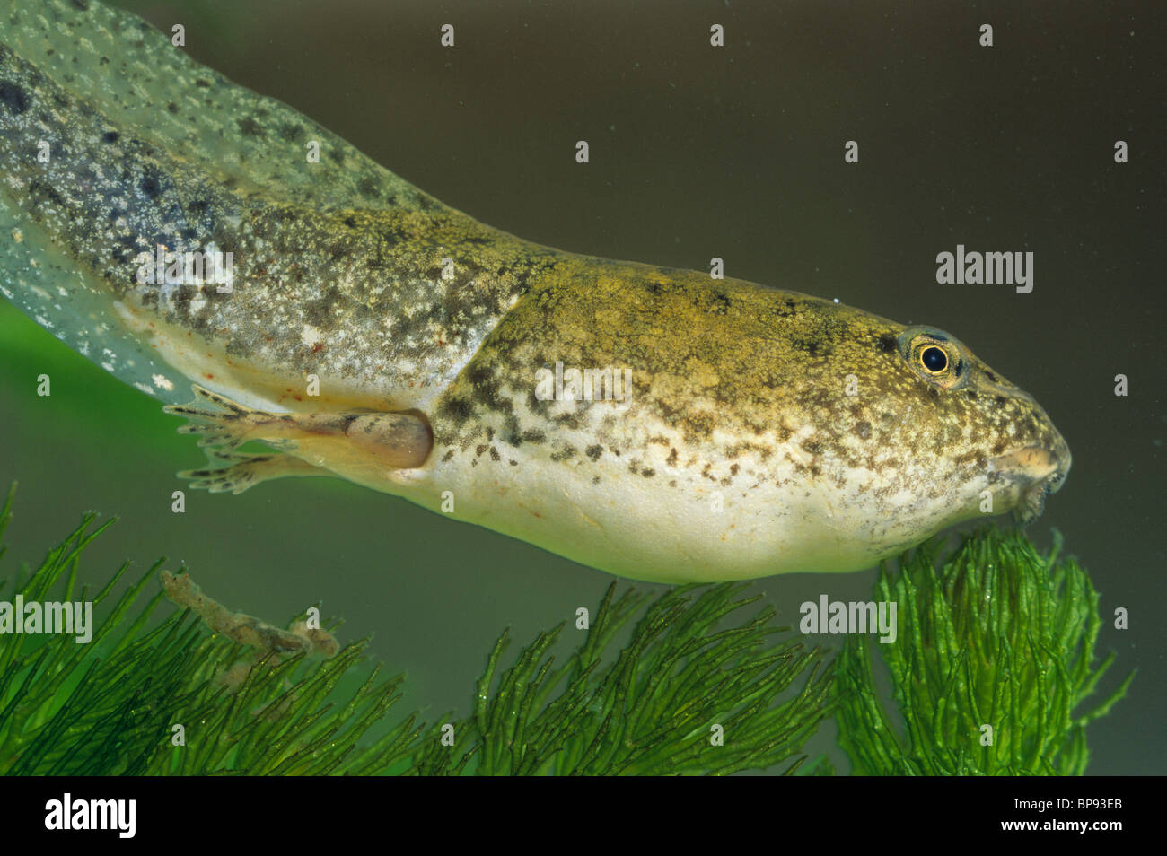 Frog frogs the tadpole tadpoles to swim larvae of amphibians amphibian ...