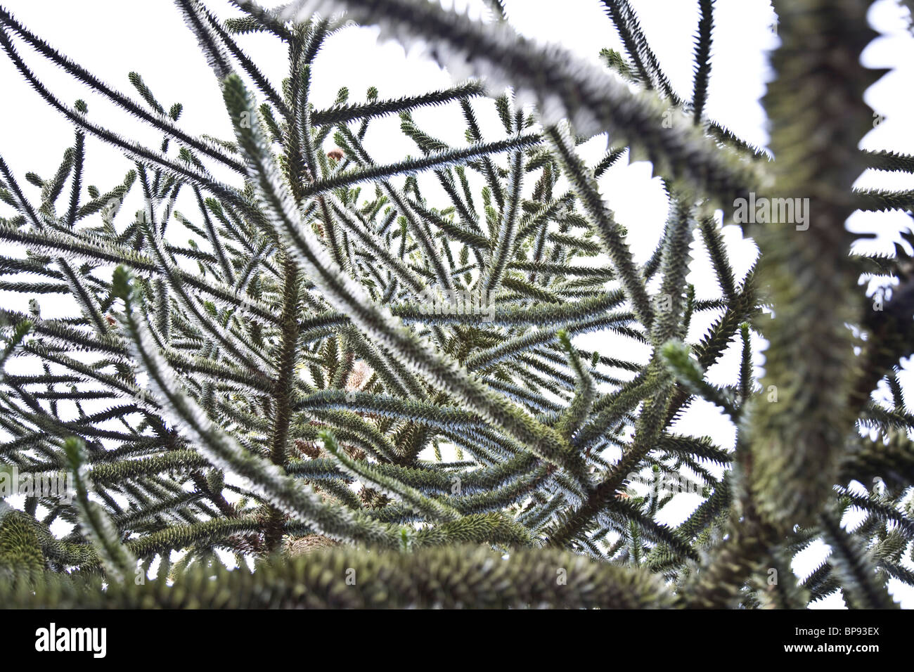 Frosted conifer, close-up Stock Photo - Alamy