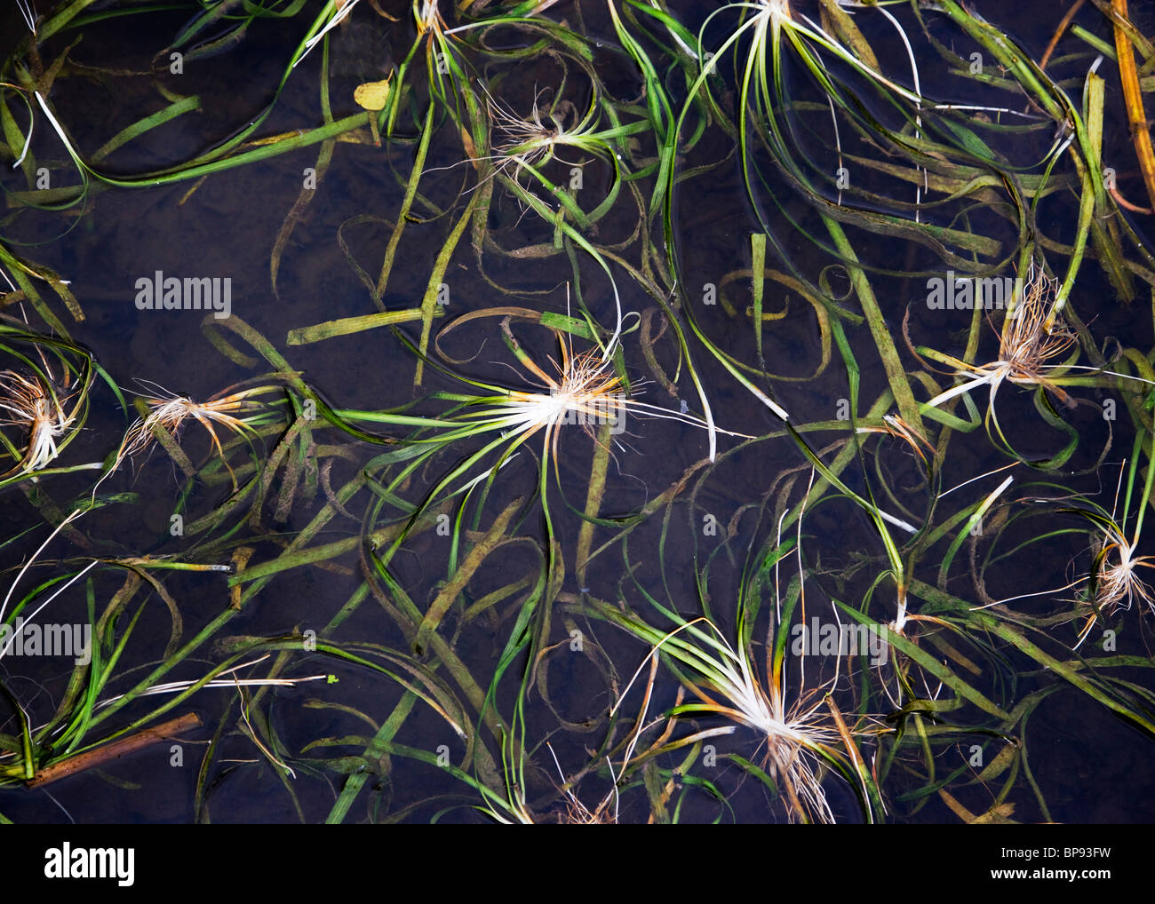 Pond Weed Creating Patterns Stock Photo - Alamy