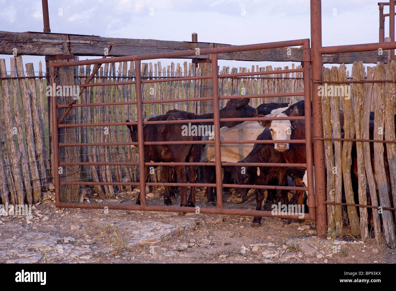 Ranch Farm Gate Texas Stock Photos & Ranch Farm Gate Texas Stock Images ...