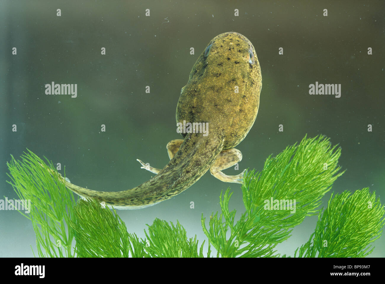 Green Frog tadpole (Rana clamitans) with tail and leg development, E ...
