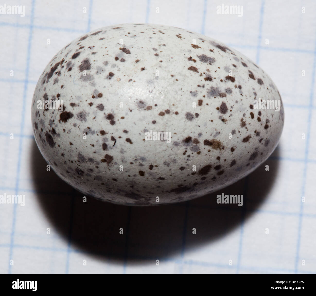 The egg of a bird isolated on a white background Stock Photo - Alamy