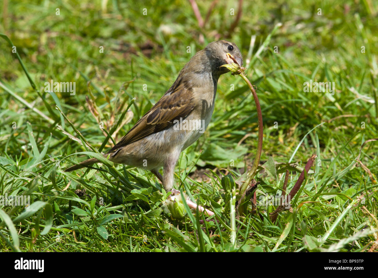 Sparrow chick hi-res stock photography and images - Alamy
